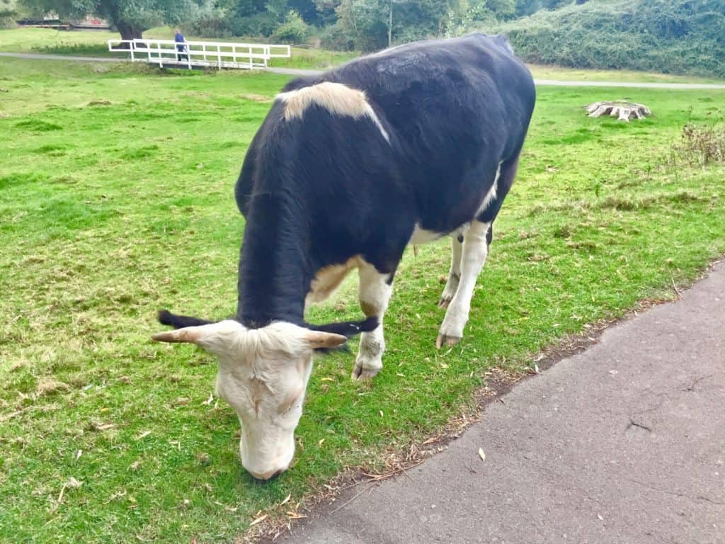 Nonprofit Organization Heifer International Joins Libra Association ...