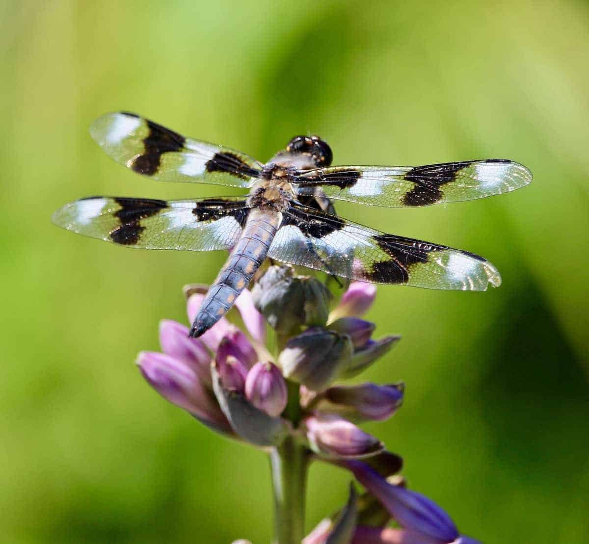 Dragonfly Capital Announces $100 Million Crypto Fund | Crowdfund Insider
