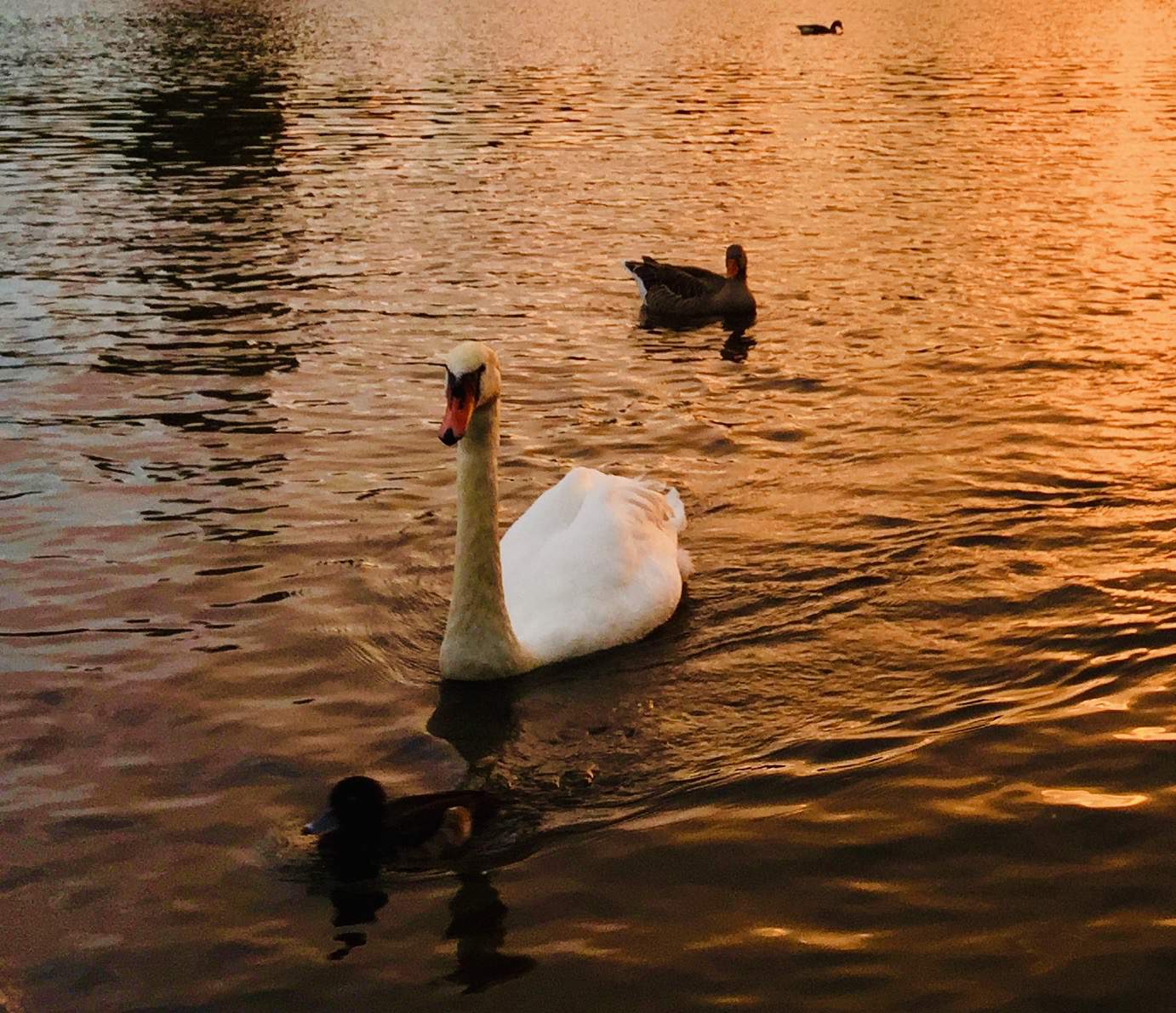 European Fintech Swan Finalizes €37M Series B To Enable Embedded ...