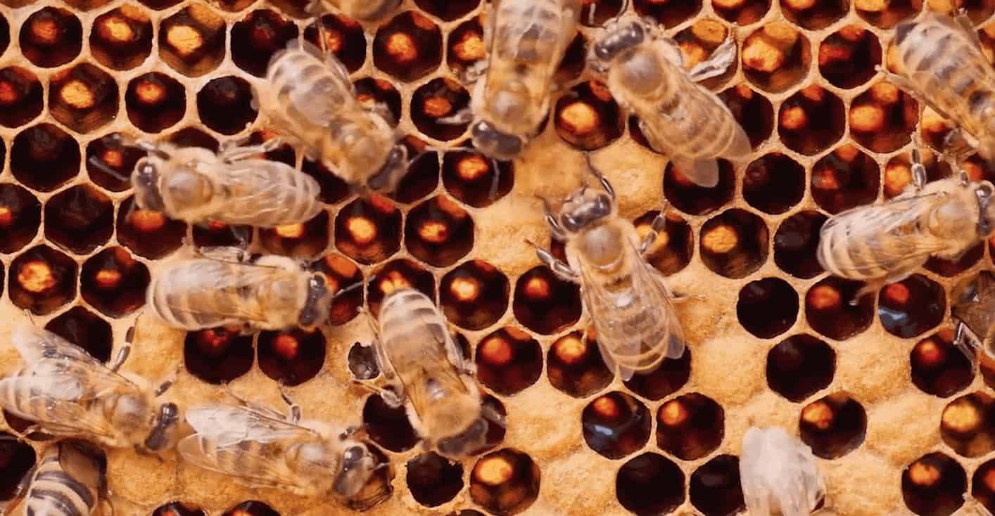 Bee Good Now Overfunding: Beautiful, Cruelty-Free Skincare Buzz From ...