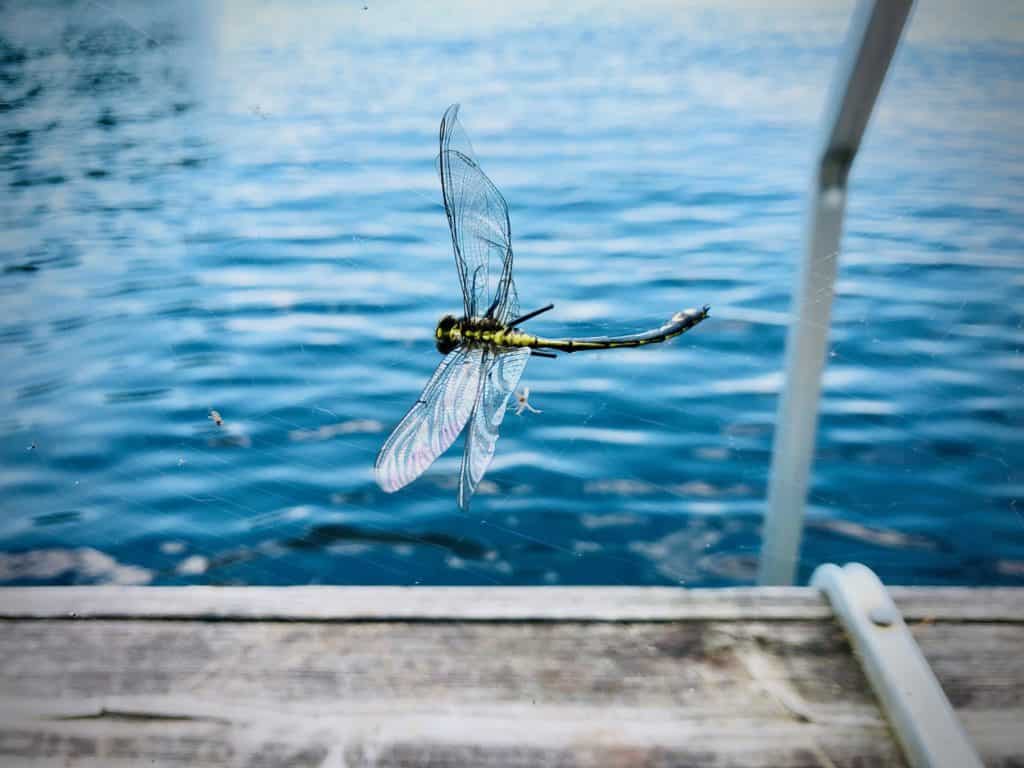 Dragonfly Financial Technologies Introduces Fintech Integration Center ...