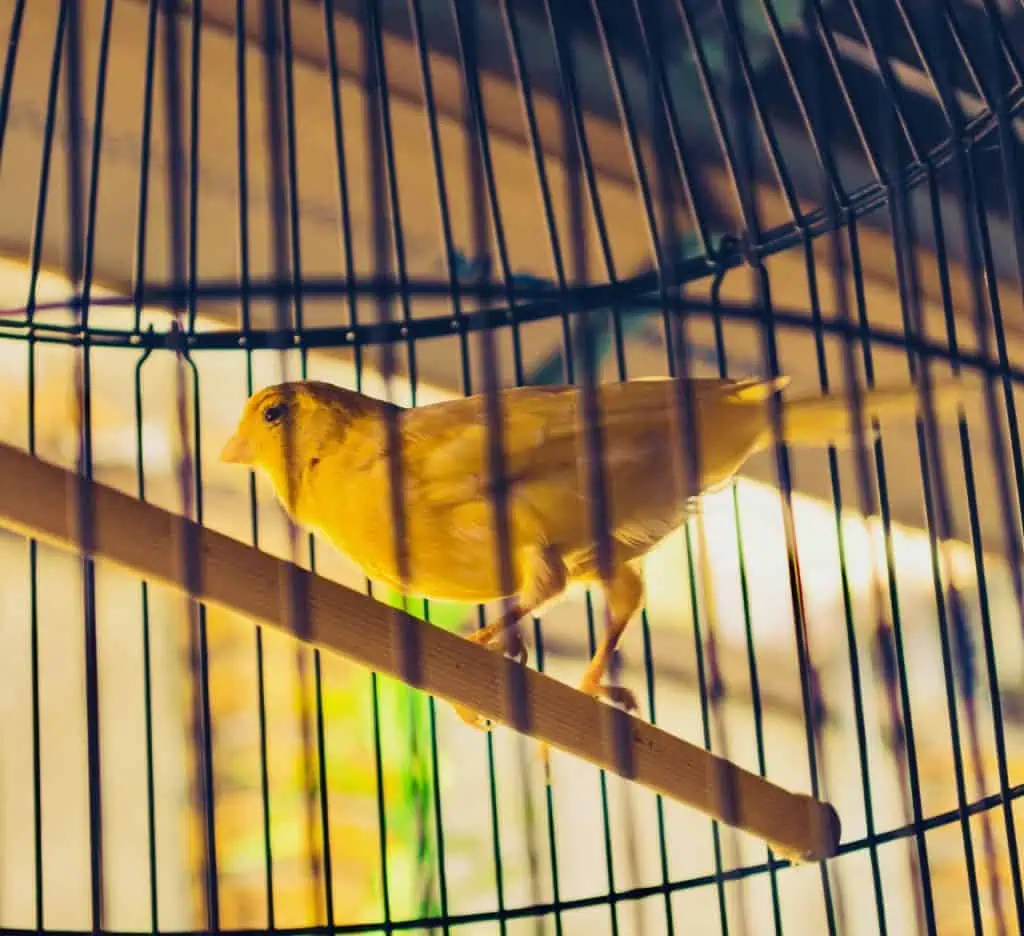 Canary Capital - All News And Posts By Crowdfund Insider