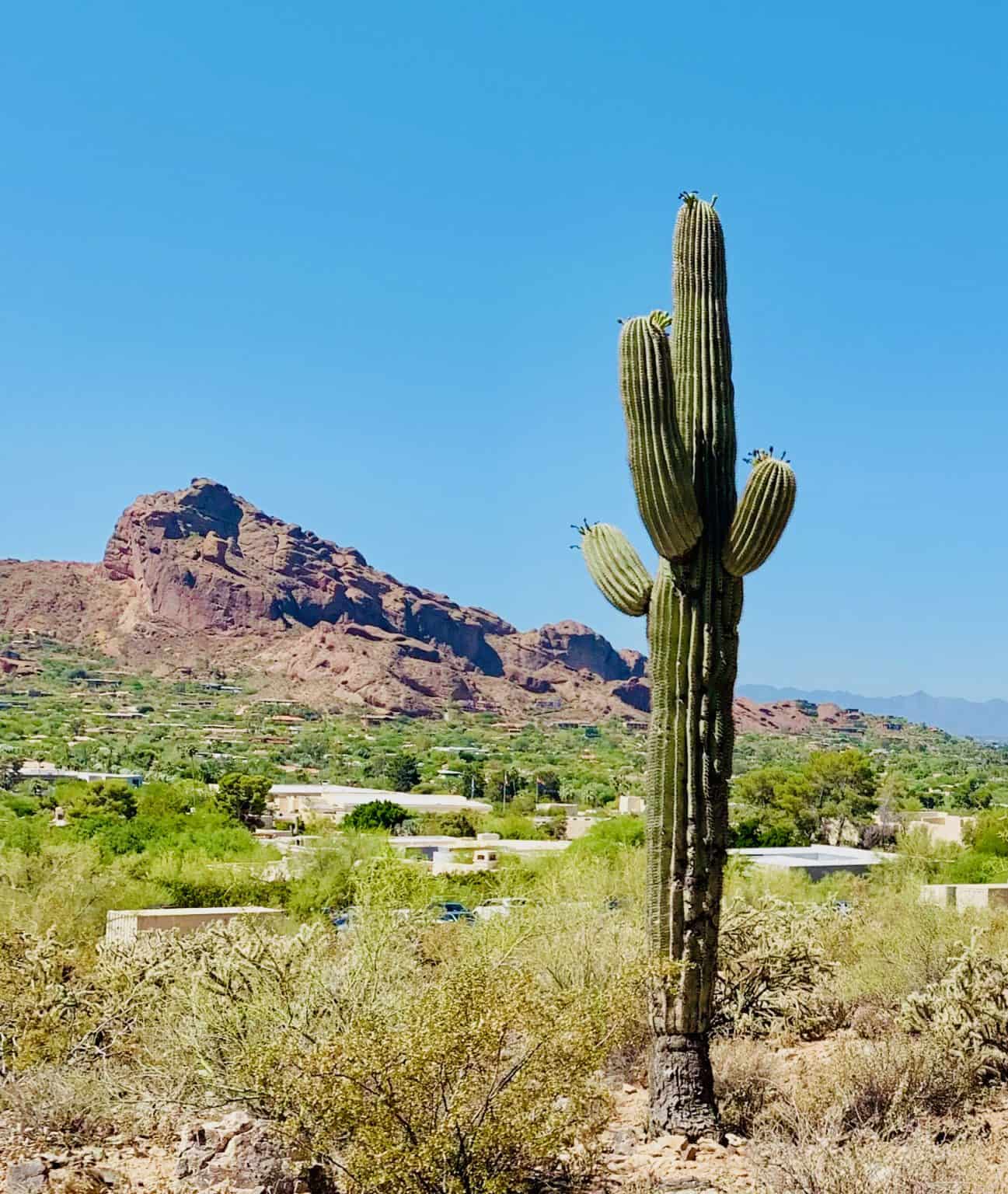 Accenture And Fujitsu Announce Launch Of HyperLedger Cactus, An Open ...